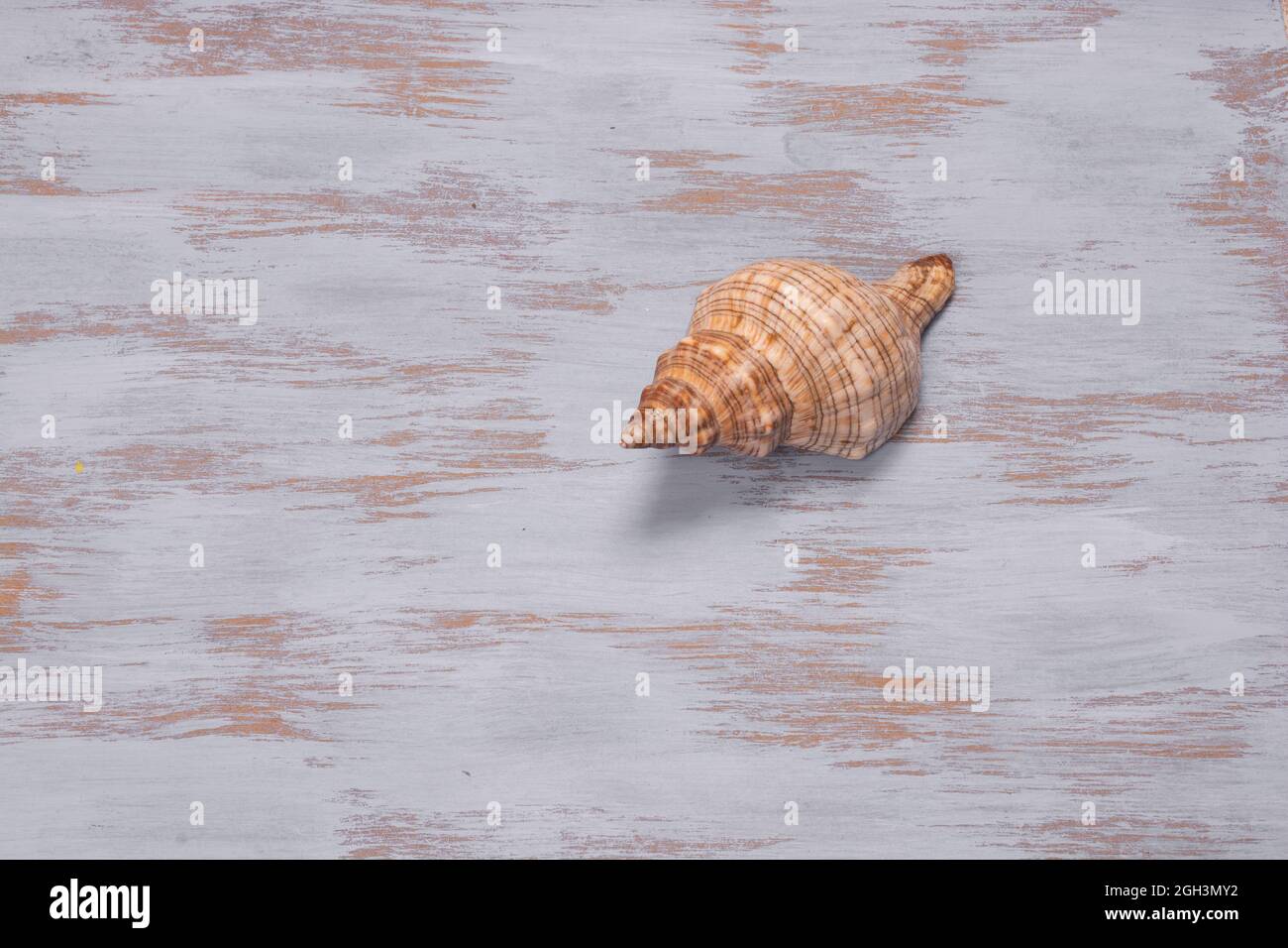A closeup of a beautiful conch shell on a wooden surface Stock Photo ...