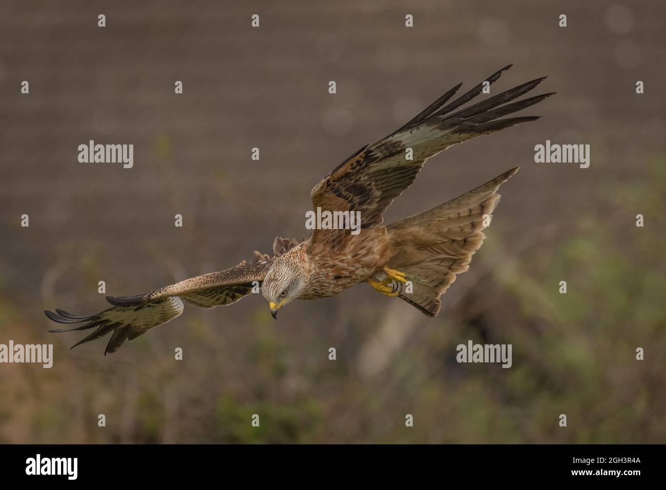 Red kite (Milvus milvus) bird of prey Stock Photo - Alamy