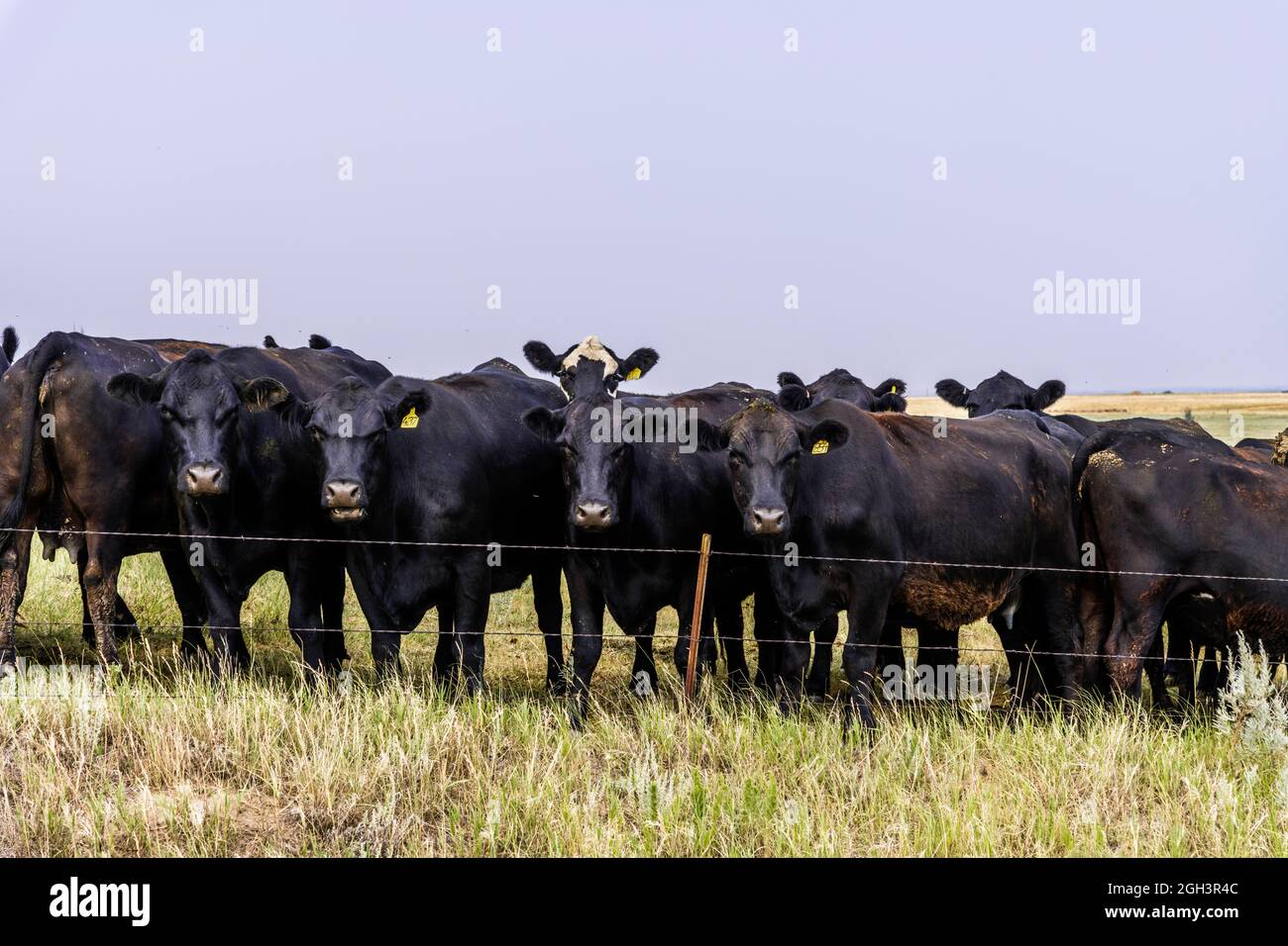 Herd of Beef Cows Stock Photo - Alamy