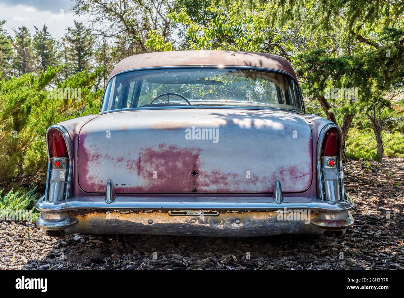 An abandoned vintage car surrounded by trees Stock Photo - Alamy