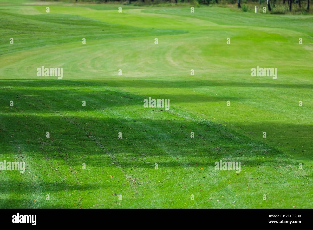 green grass texture of the golf course for background. High quality ...