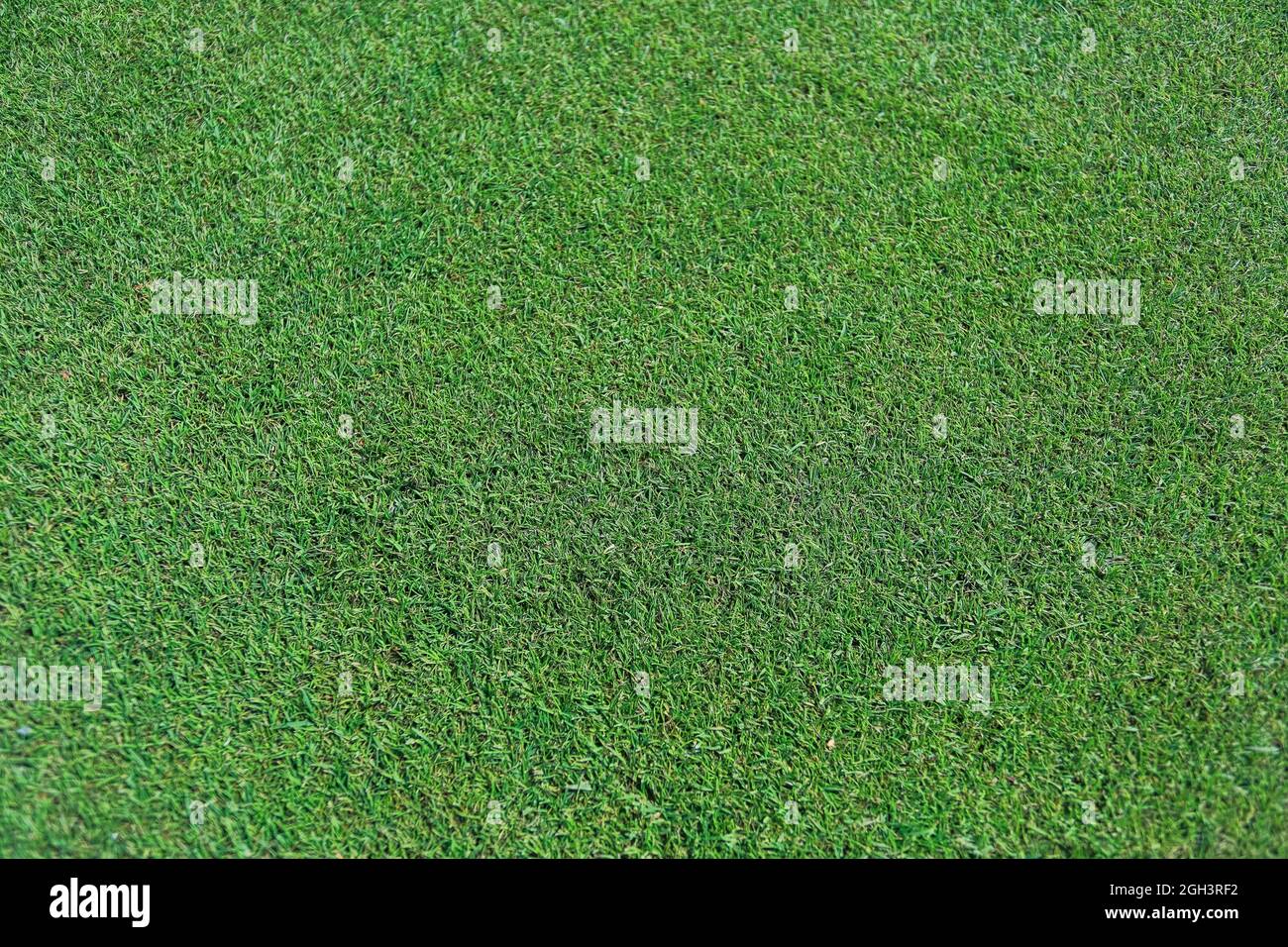 green grass texture of the golf course for background. High quality ...