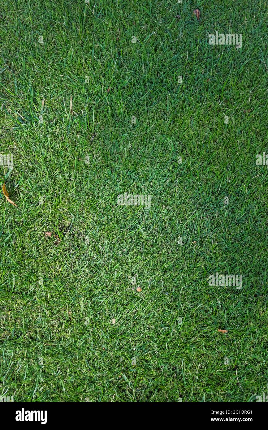 green grass texture of the golf course for background. High quality ...
