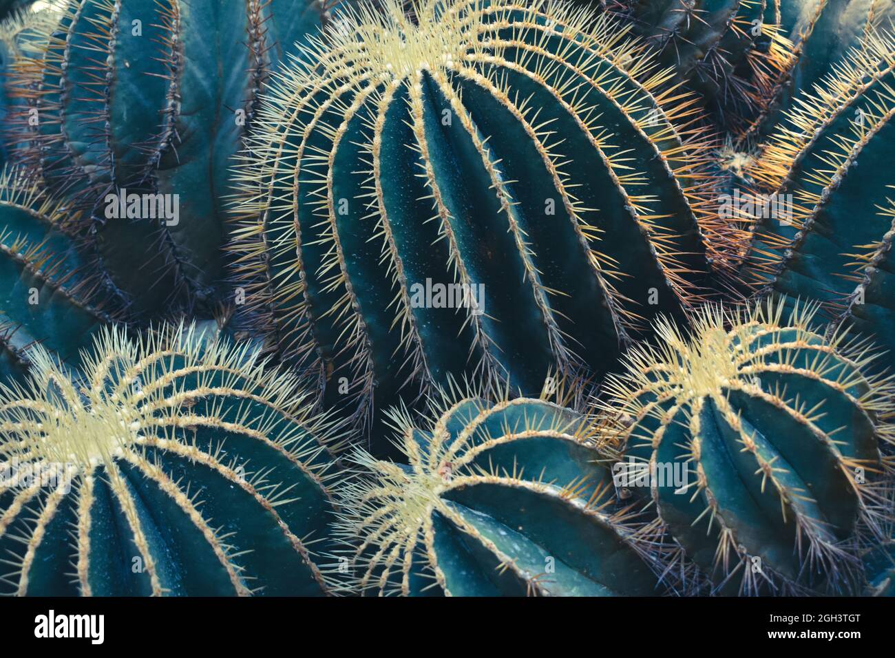 Big round cactus hi-res stock photography and images - Alamy