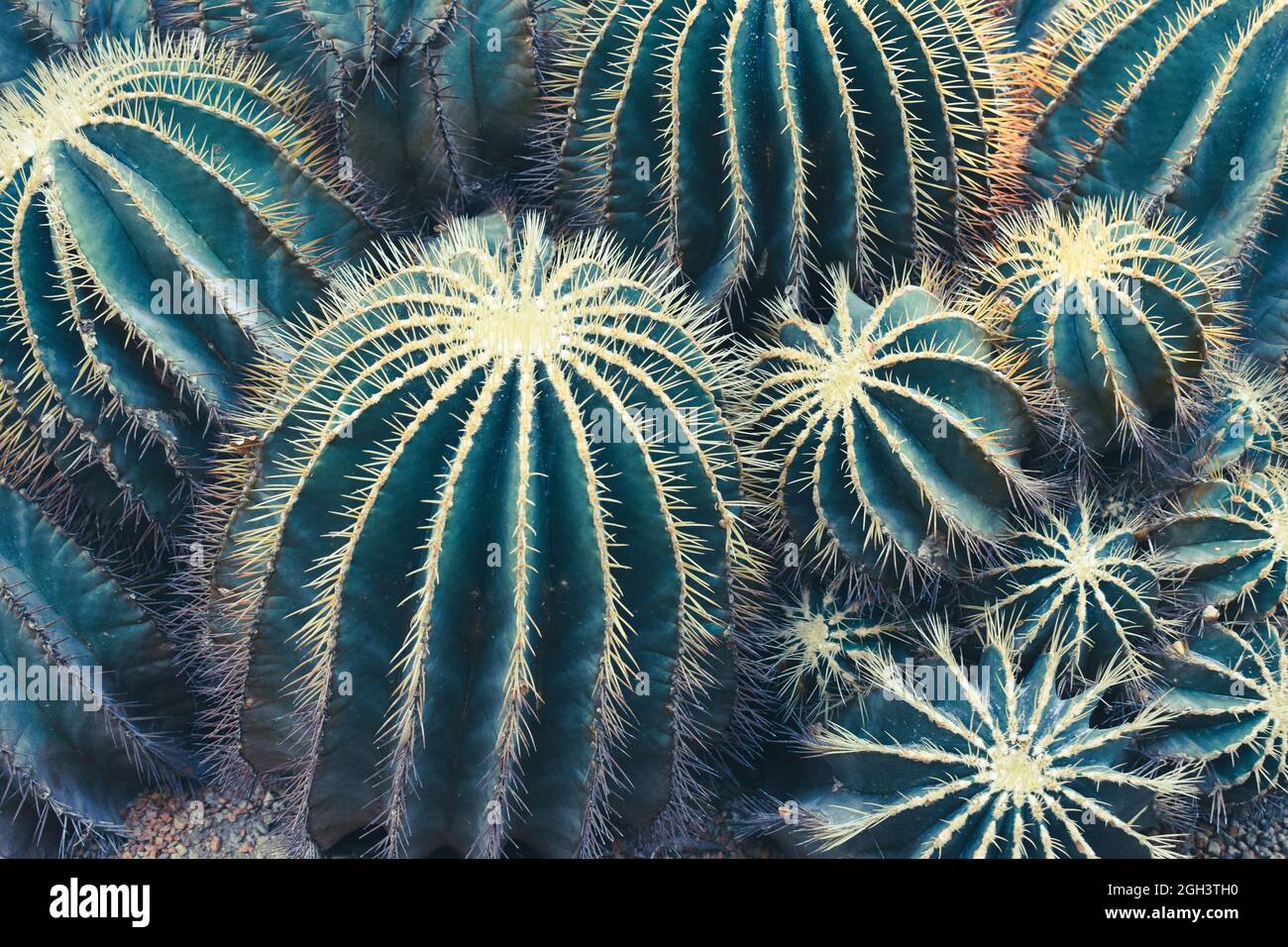 Budding cactus hi-res stock photography and images - Alamy
