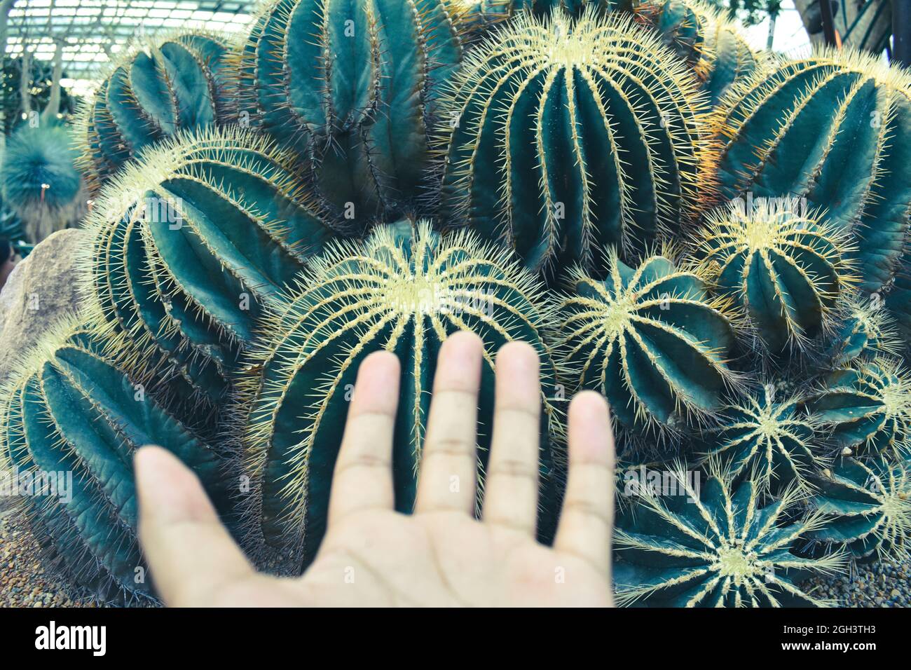 Human hand against golden barrel cactus Stock Photo - Alamy