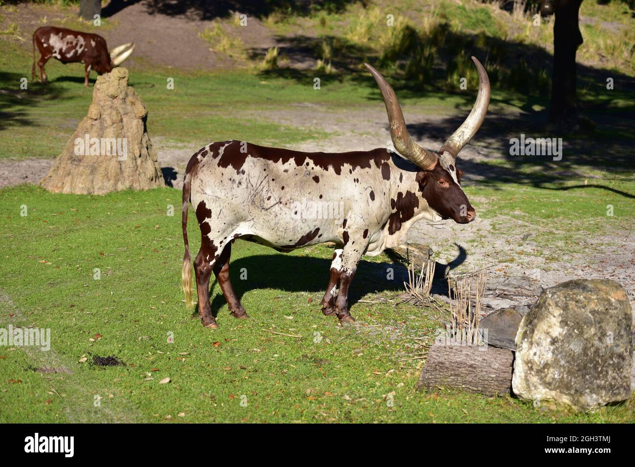 Lonhorn steer in animal kingdom. Disney Stock Photo - Alamy
