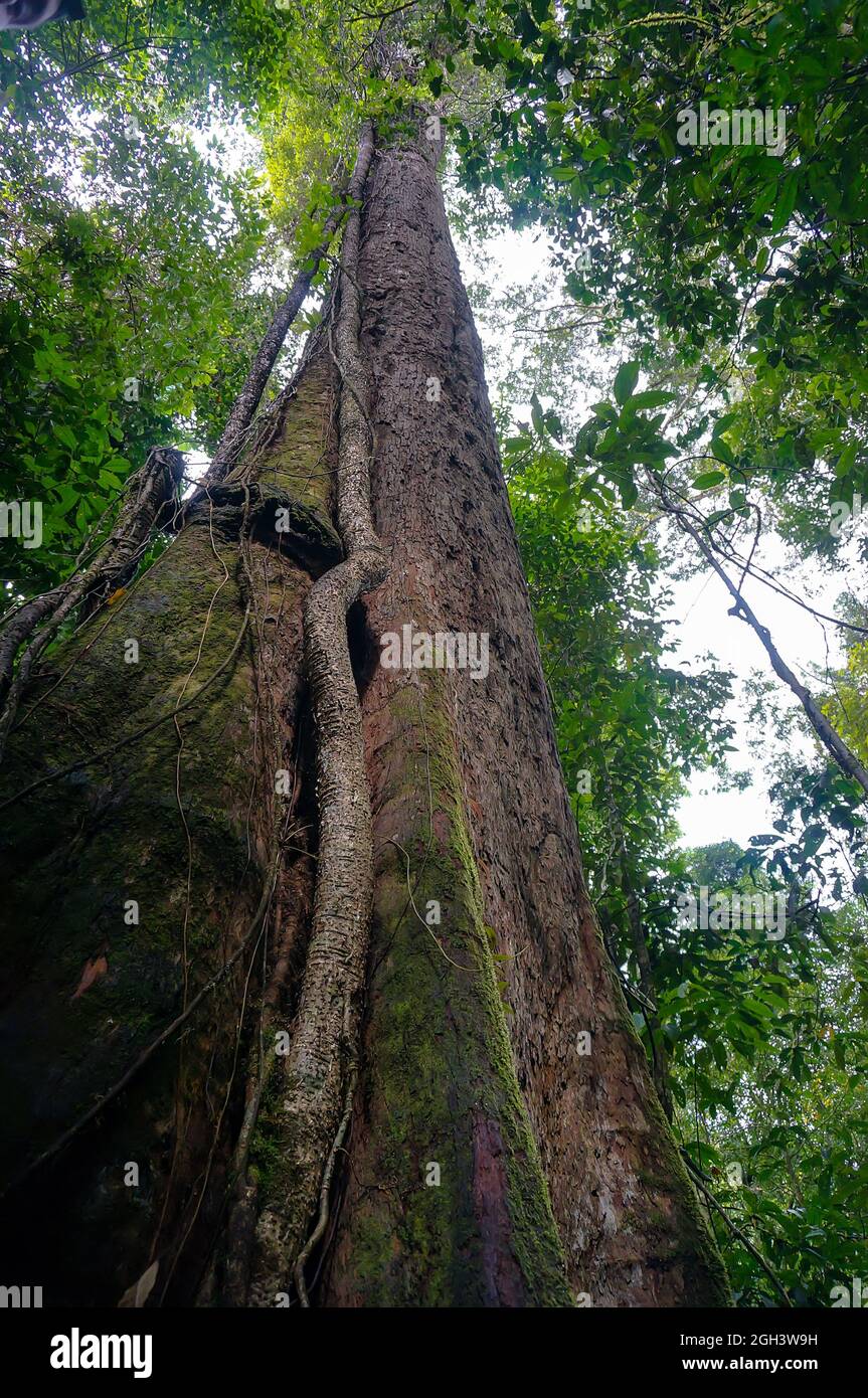 the trunk of an old tall tree in the jungle. bottom view Stock Photo ...