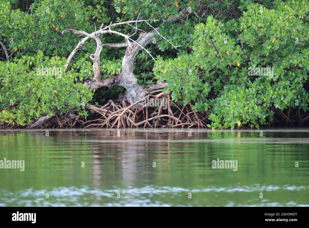 Mangroves on Barrier Islands in Southwest Florida Stock Photo - Alamy