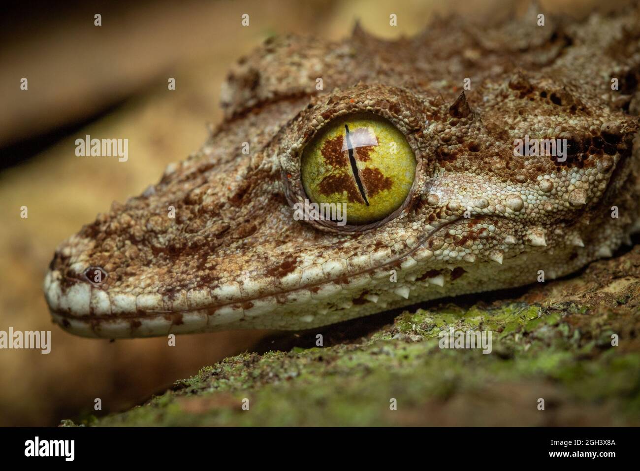Northern leaf-tailed gecko (Saltuarius cornutus) head close-up. Kuranda ...
