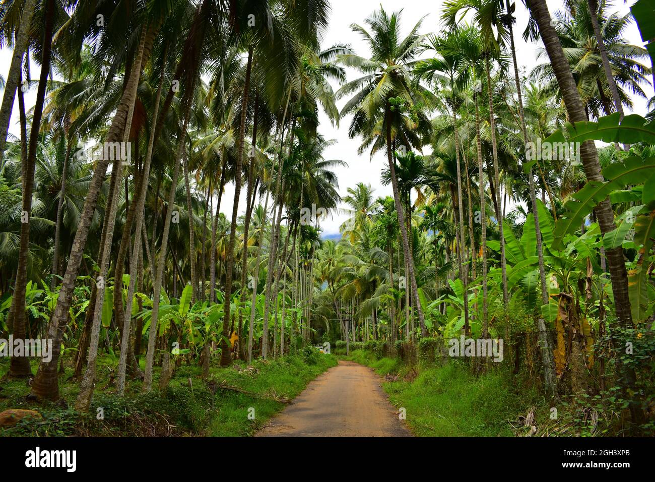 Oothamparai Falls in Bodinayakanur, Tamilnadu Stock Photo - Alamy