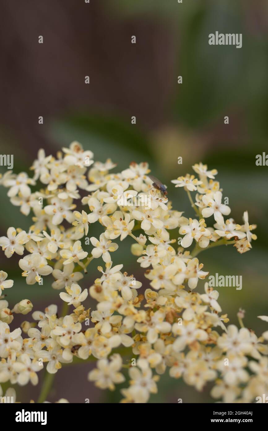 White terminal compound cyme inflorescences of Blue Elder, Sambucus ...