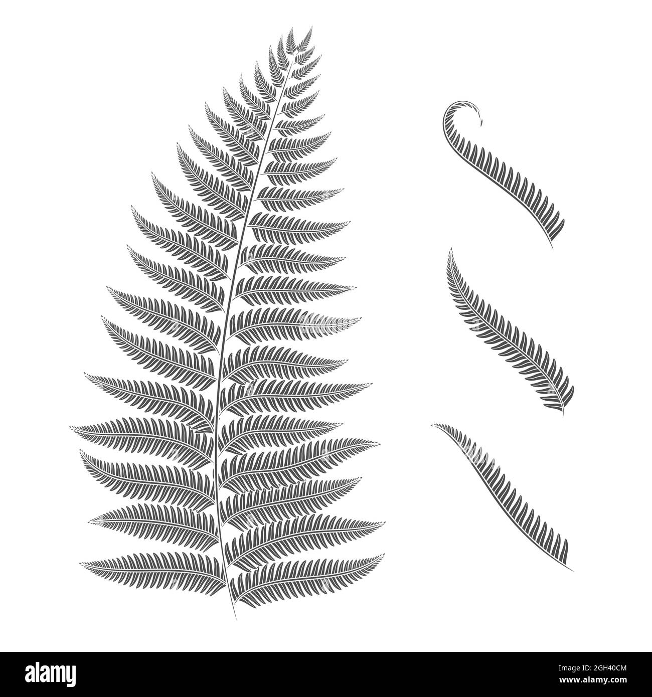 Frond vector vectors Black and White Stock Photos & Images - Alamy