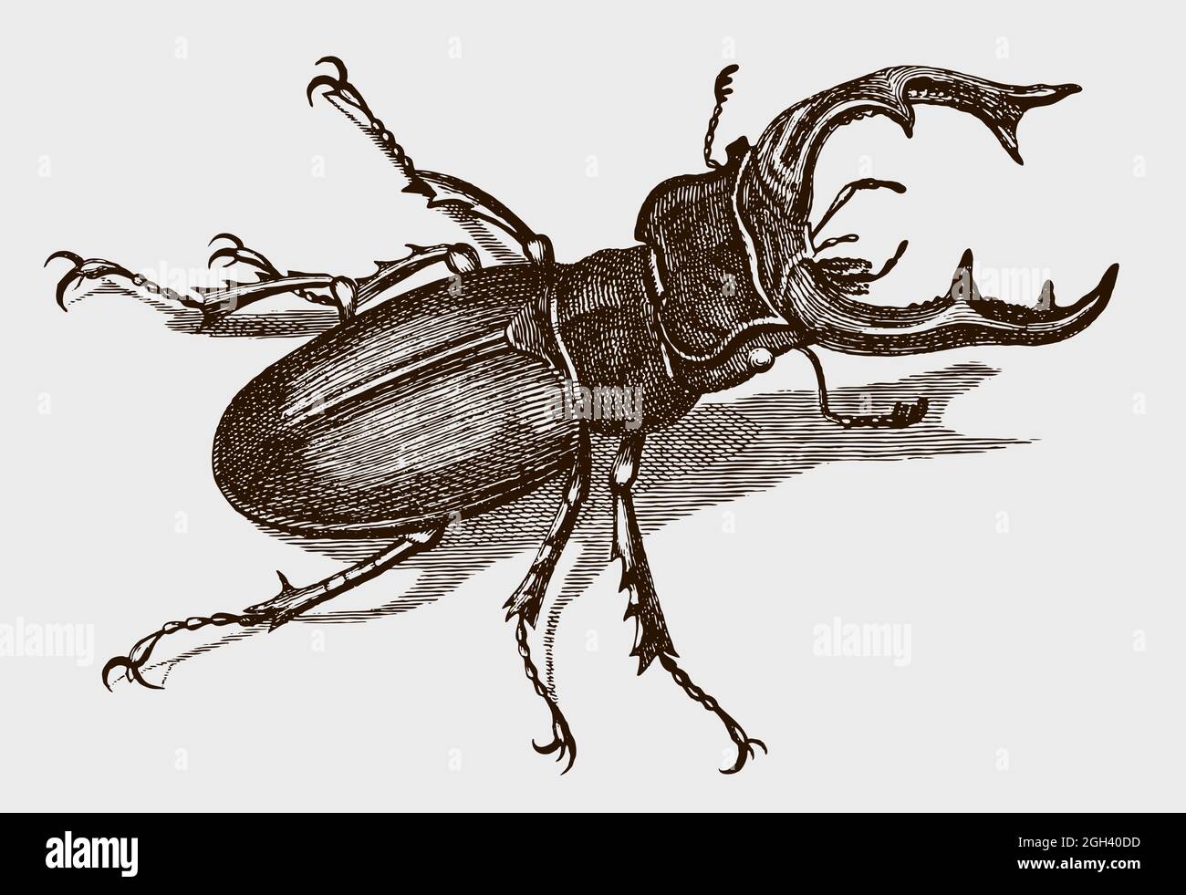 Stag Beetle Scientific Drawing Stag Beetle. Genuine Antique Print For
