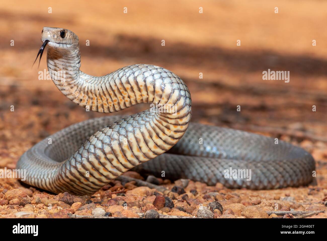 Australian Eastern Brown Snake in defence stance Stock Photo - Alamy
