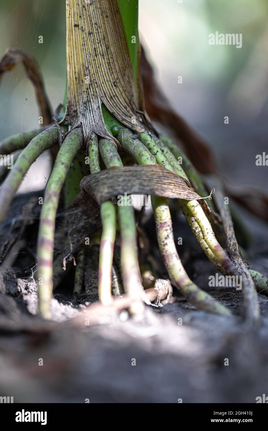 Close up of the root of a corn plant, young green corn growing on the ...
