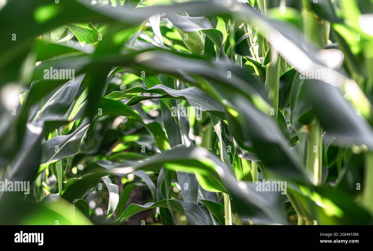 Young green corn growing on the field, background. Texture from young ...