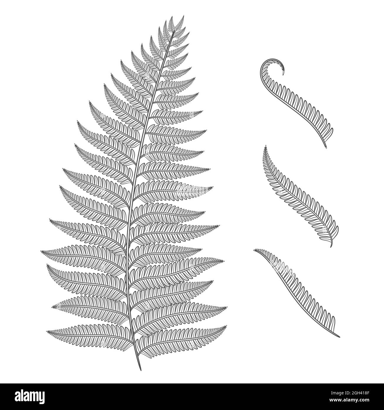 Black and white image of a fern leaf. Vector isolated objects on white ...