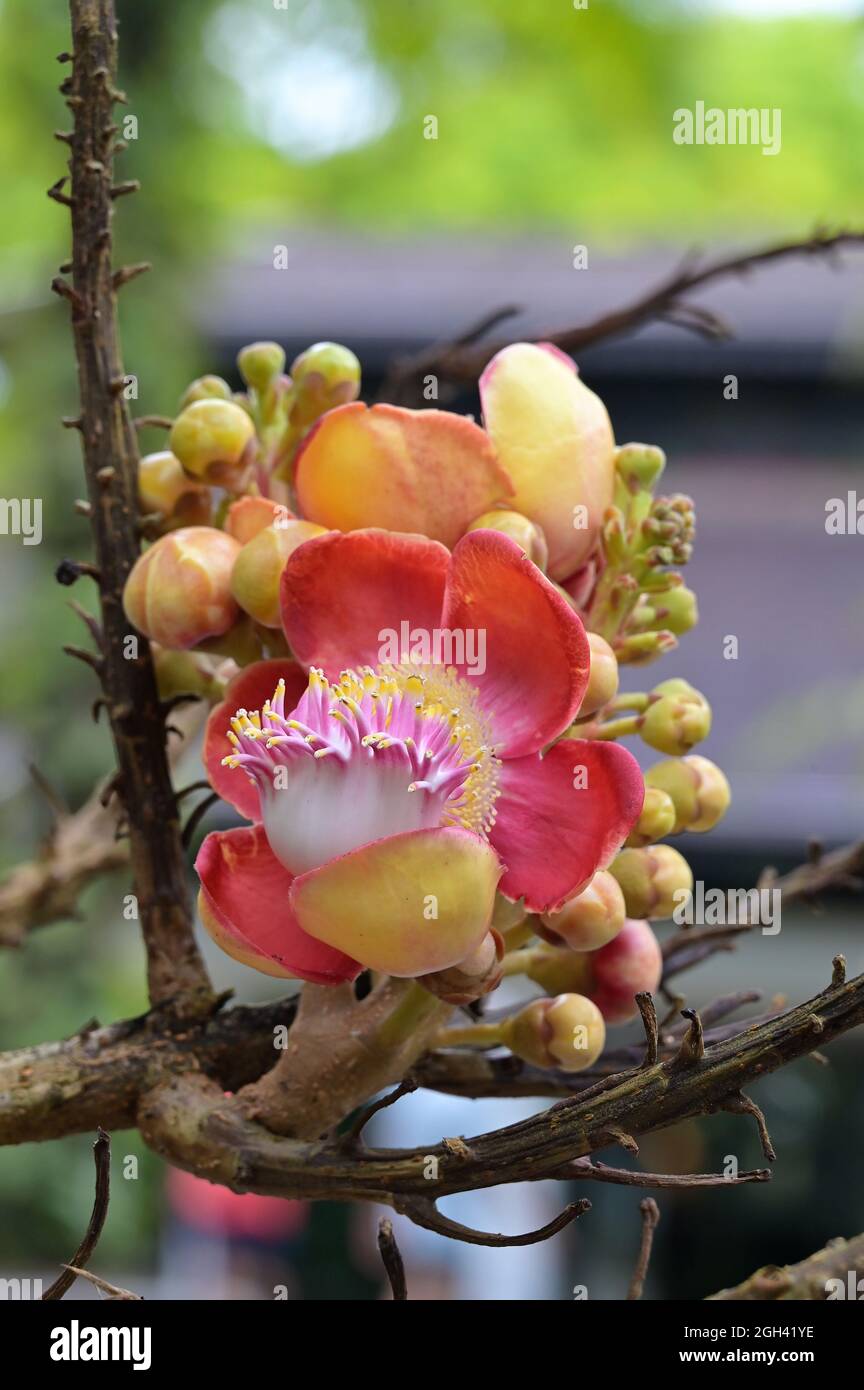 Sacred shiva tree hi-res stock photography and images - Alamy