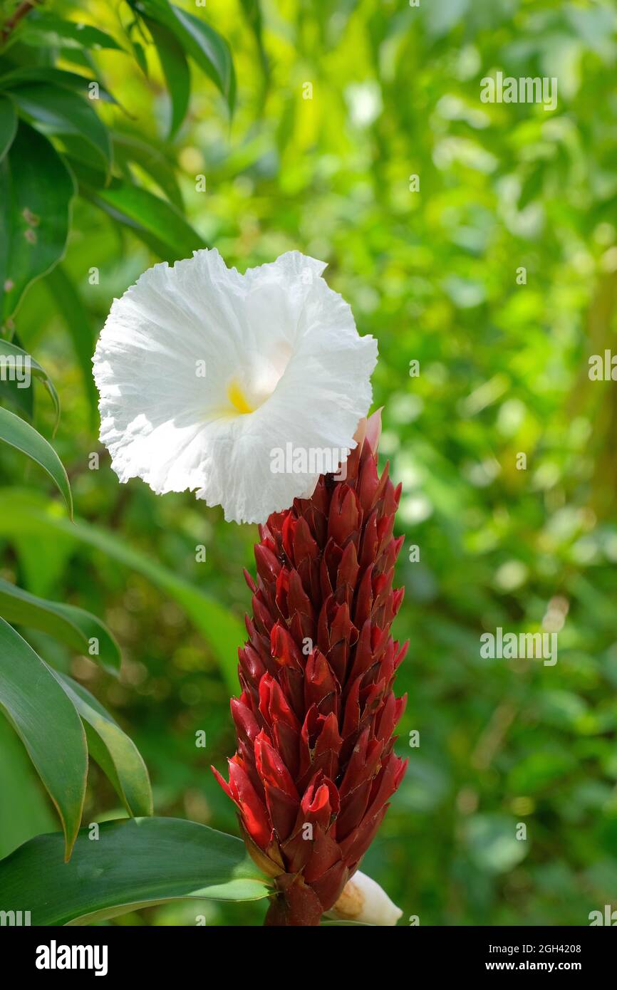 Cheilocostus speciosus, or crêpe ginger, is a species of flowering plant in the family Costaceae ...