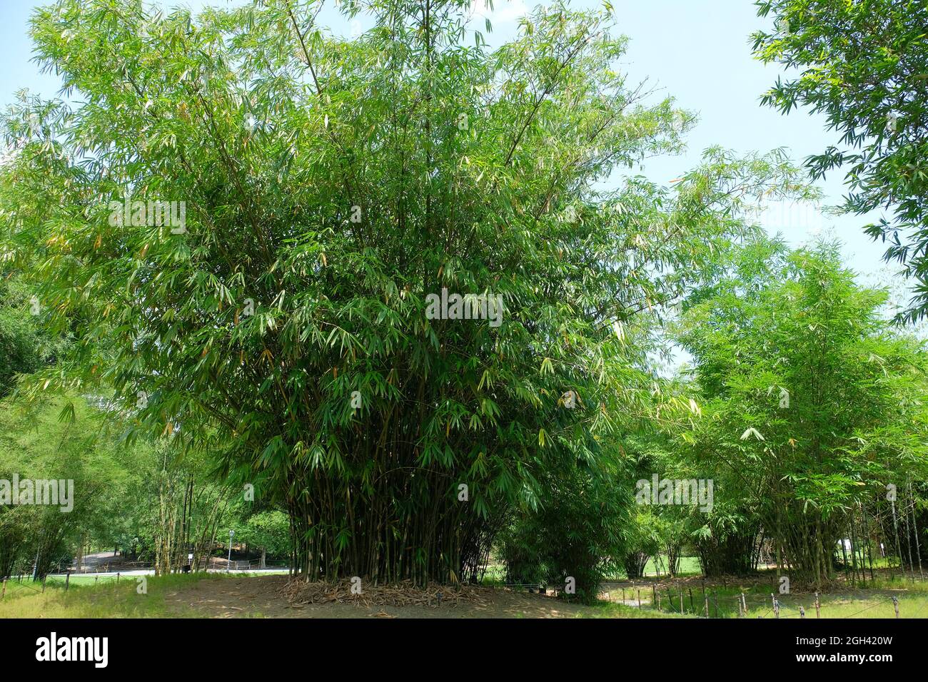 This species forms erect clumps that can grow up to 20m tall. It is ...