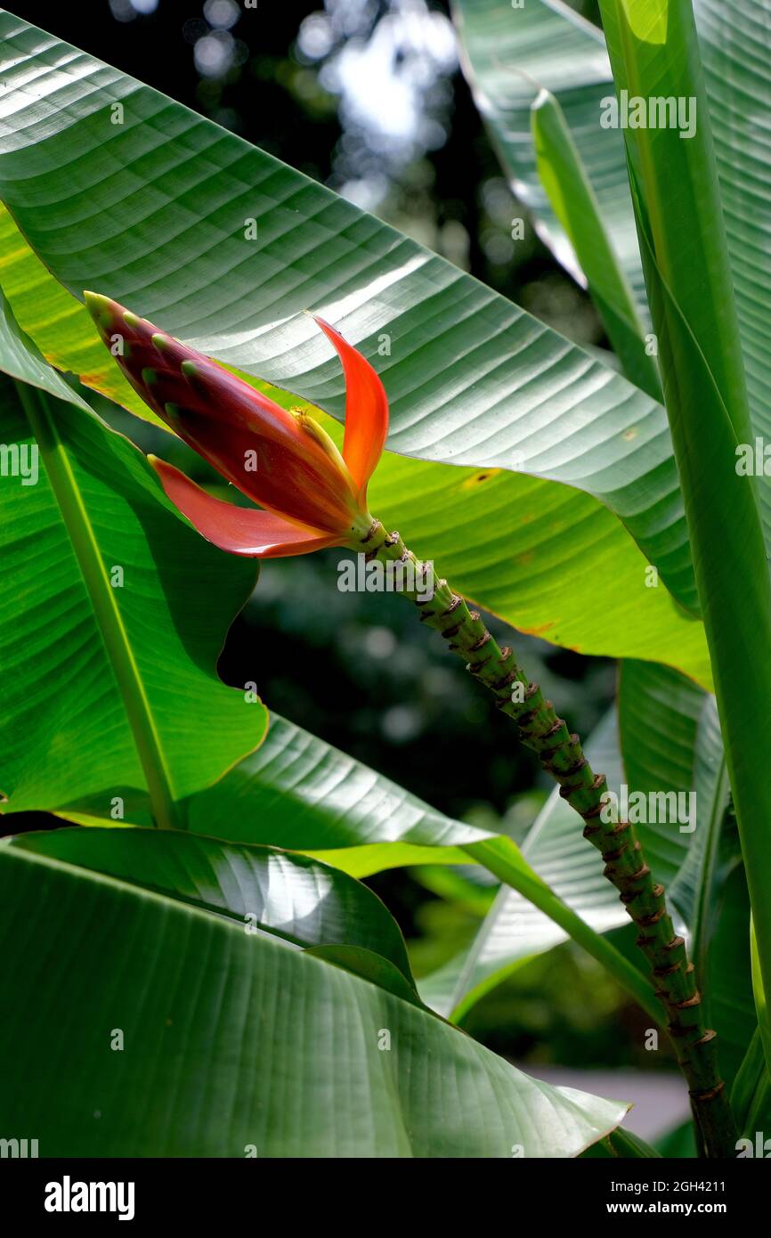 The clump-forming banana plant grows up to 2-3m in height. The flower ...