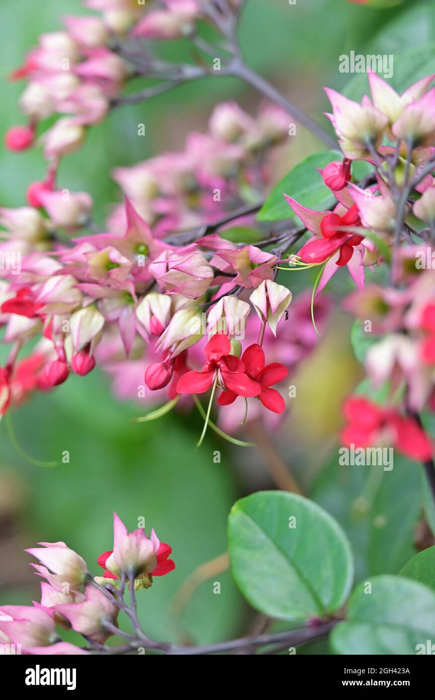 Flowers of red bleeding heart vine plant, Clerodendrum (x speciosum) in ...