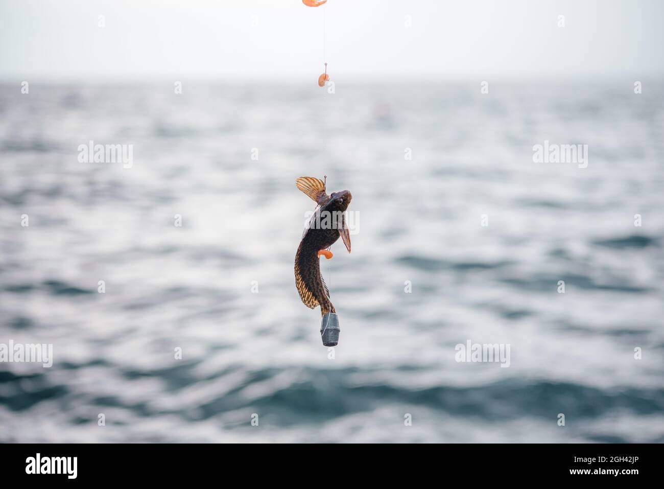 Fish caught on hook hi-res stock photography and images - Alamy
