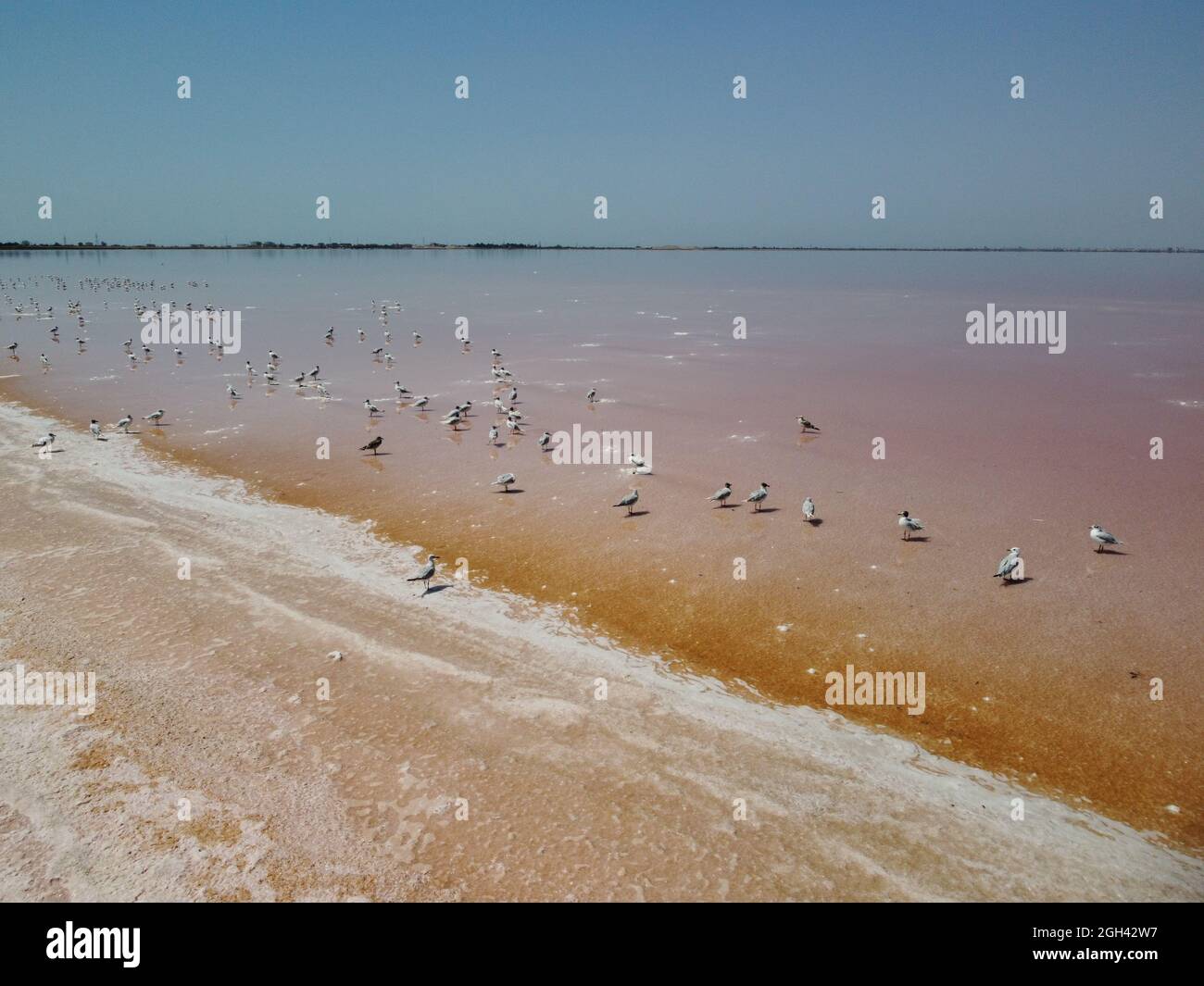 Flying over seagulls at pink salt lake. Salt production facilities ...