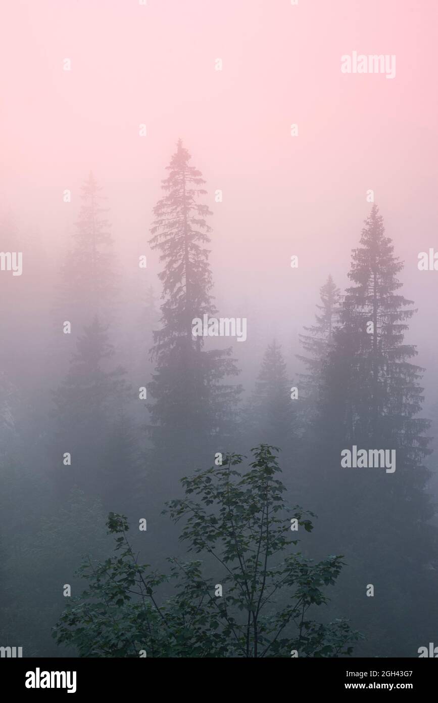 Typical Chartreuse landscape with the sun above the clouds Stock Photo ...