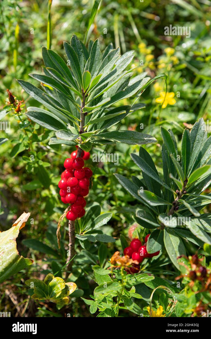 Close-up of a mountain plant with red berries Stock Photo - Alamy