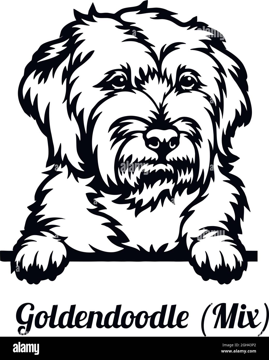 Goldendoodle Peeking Dog - head isolated on white - vector stock Stock ...