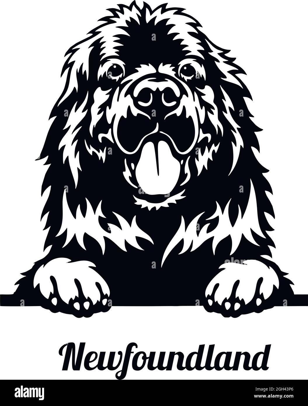 Newfoundland Peeking Dog - head isolated on white - vector stock Stock ...
