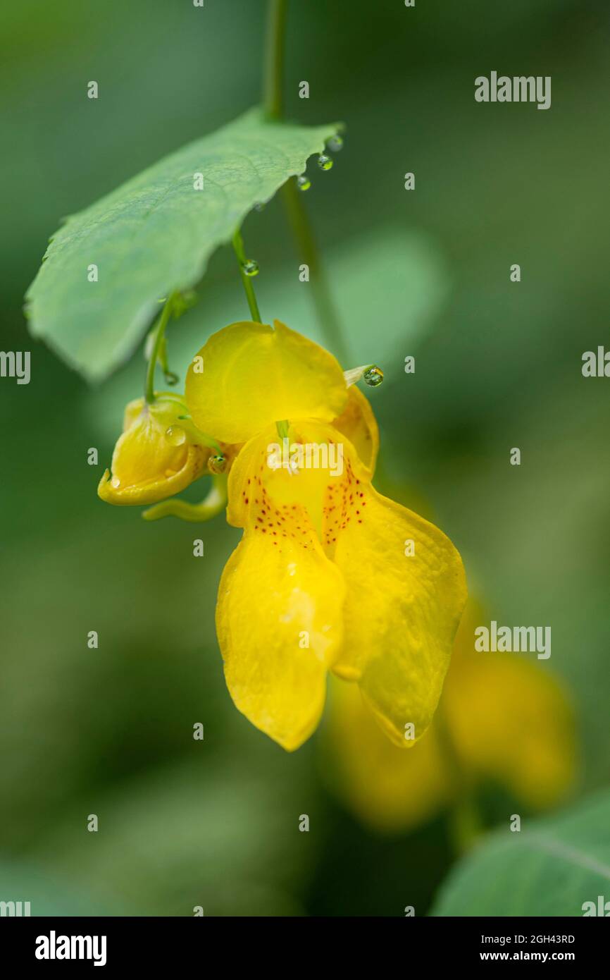 Color chartreuse yellow hi-res stock photography and images - Alamy