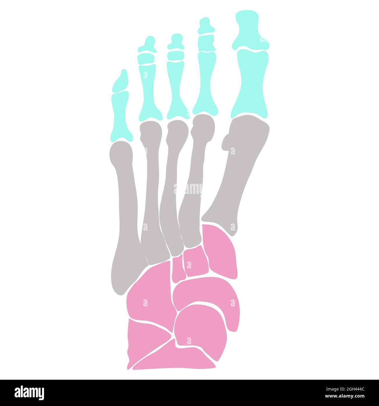 Distal phalanges foot bones Cut Out Stock Images & Pictures - Alamy