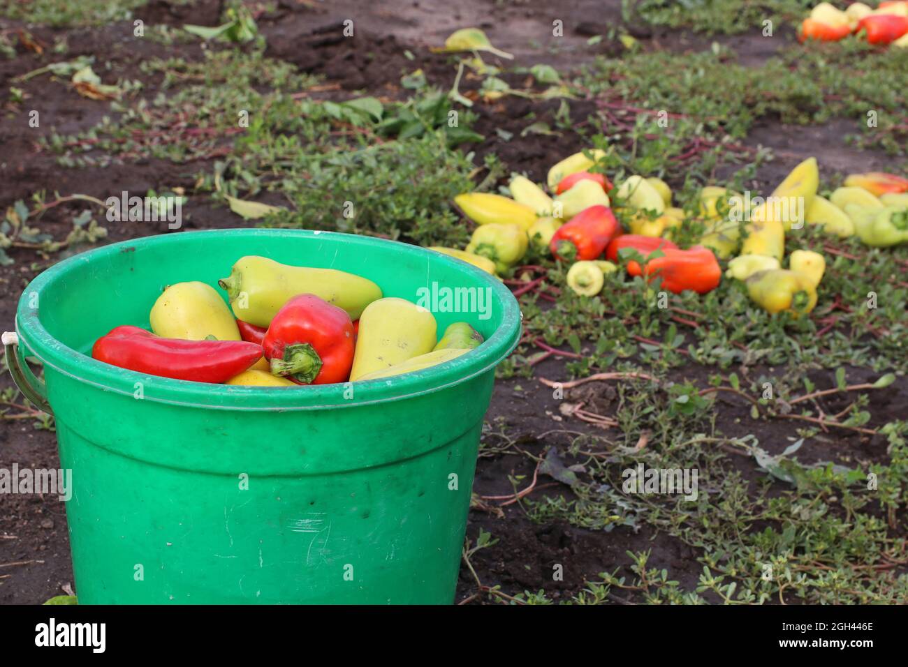 Harvesting pepper. Collected peppers in a bucket Stock Photo - Alamy