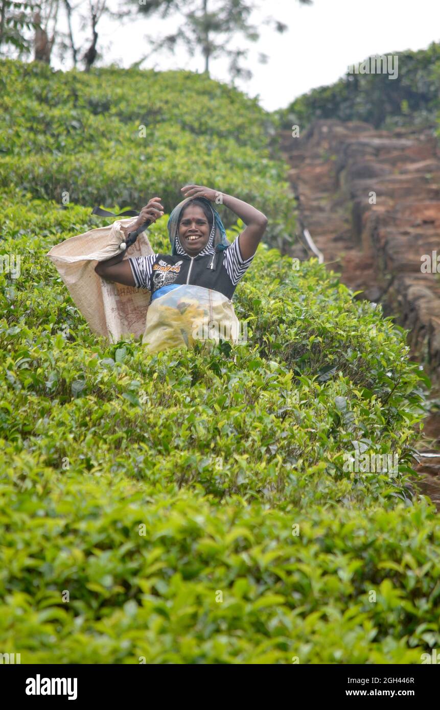 COLOMBO, SRI LANKA - Jul 25, 2021: A vertical shot of a female tea ...