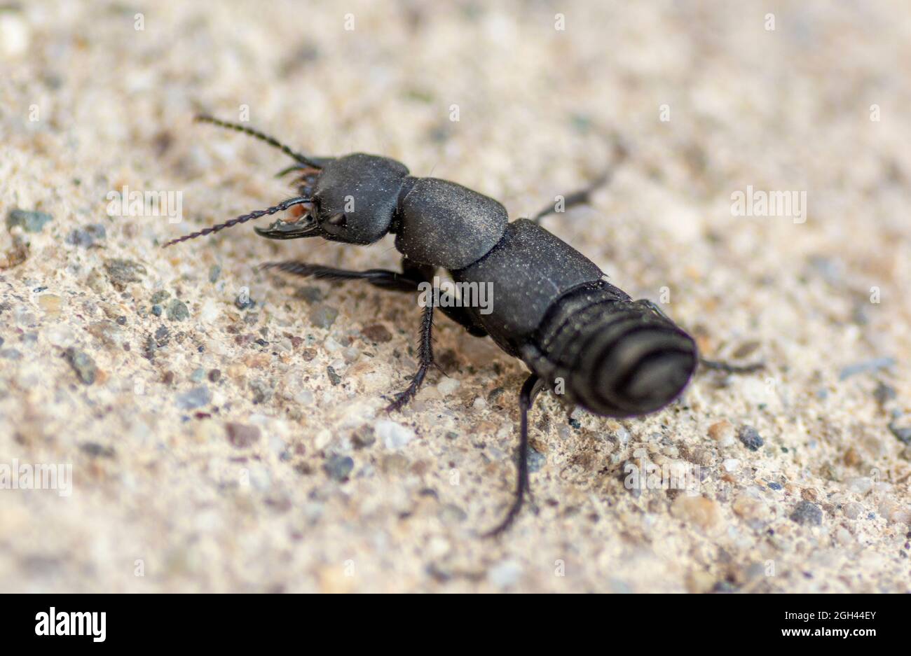 Devil's coach-horse beetle (Ocypus olens Stock Photo - Alamy