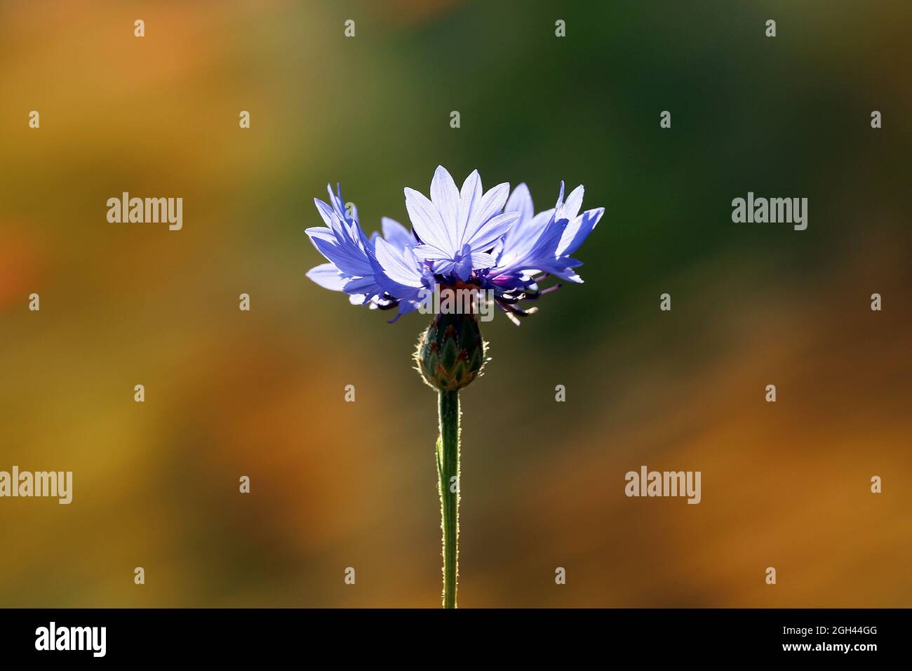 Cornflower yellow color hi-res stock photography and images - Alamy
