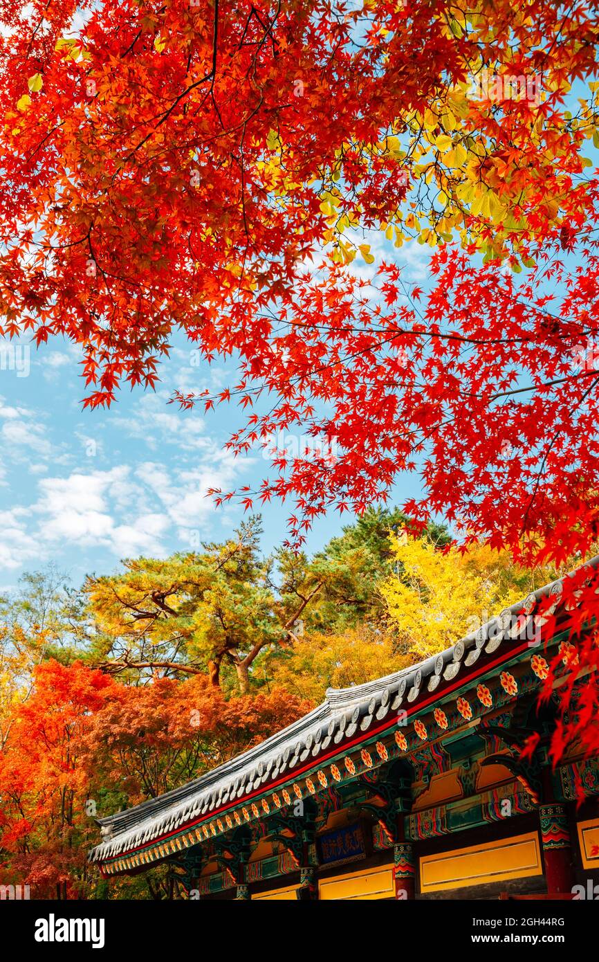 Bulguksa temple with autumn leaves in Gyeongju, Korea Stock Photo - Alamy