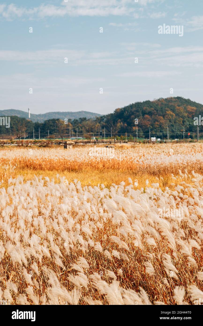 Reed plantation hi-res stock photography and images - Alamy