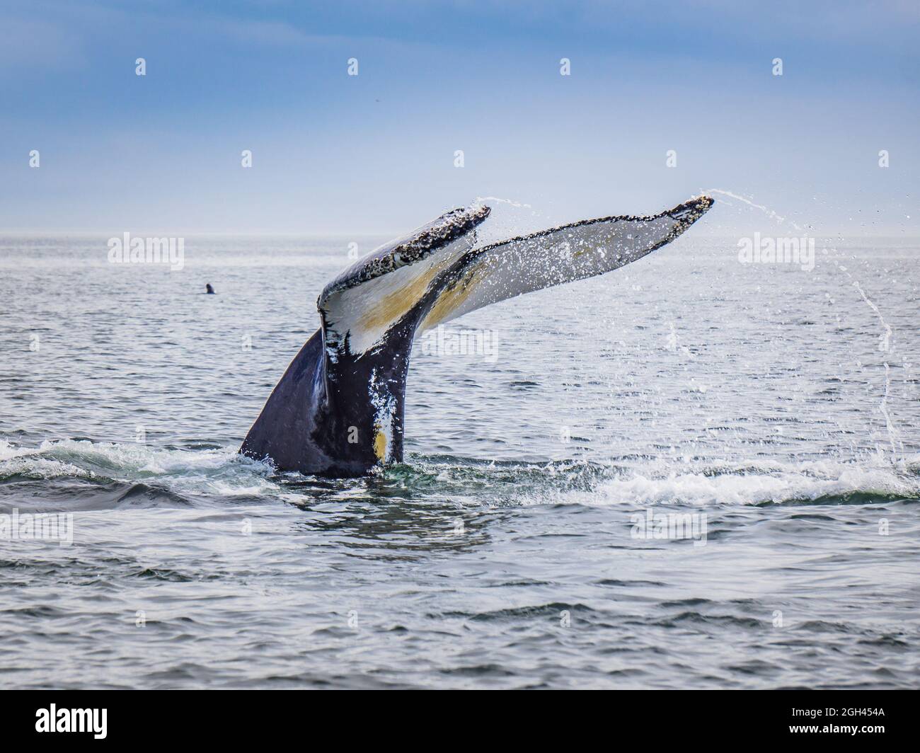 Whale watching in Tadoussac (Quebec, Canada Stock Photo - Alamy