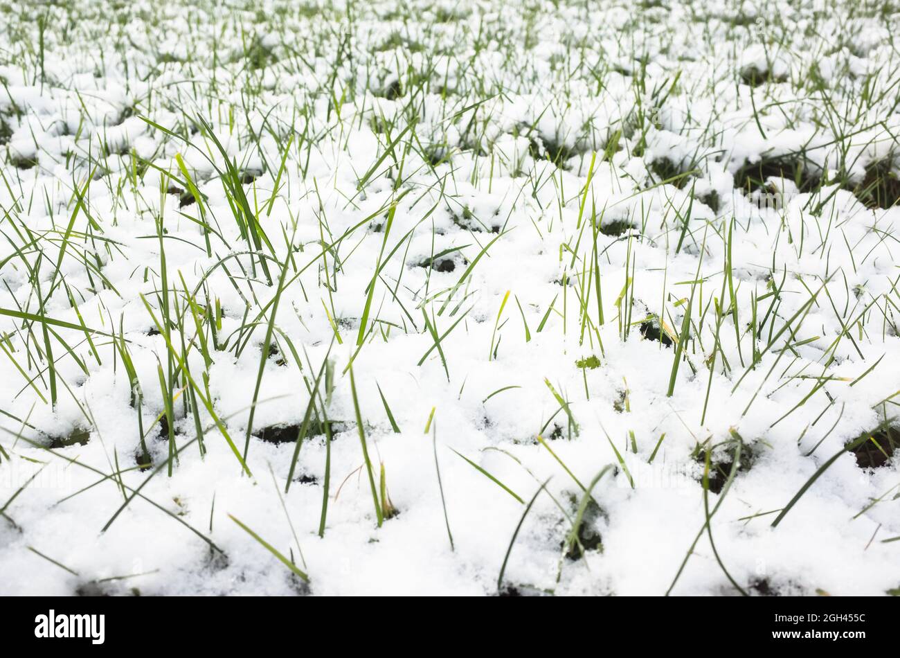 Green grass covered with fresh snow. Early frost, background photo ...