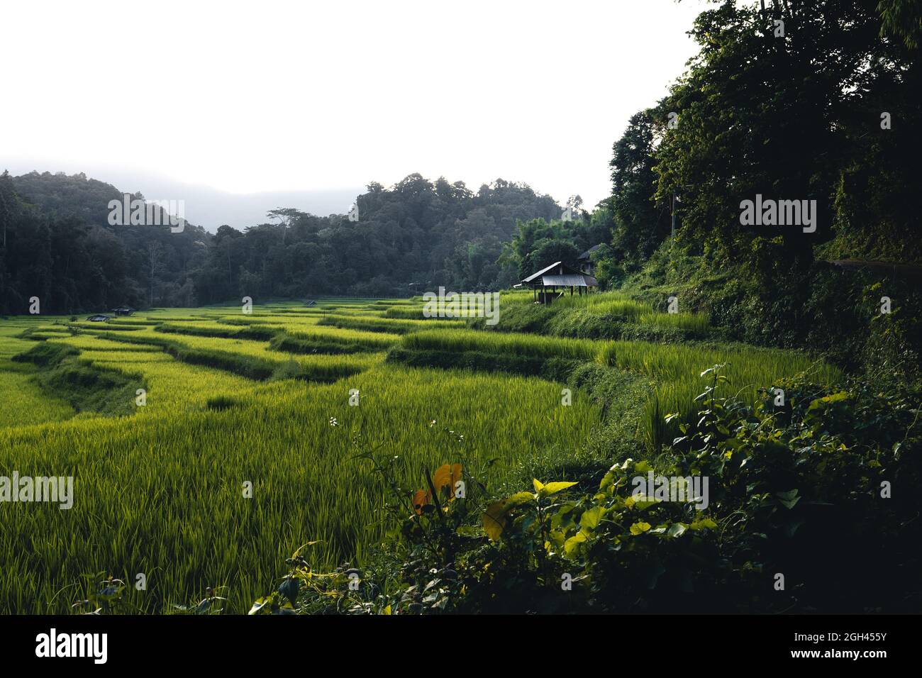 landscape Paddy rice field in asia Stock Photo - Alamy