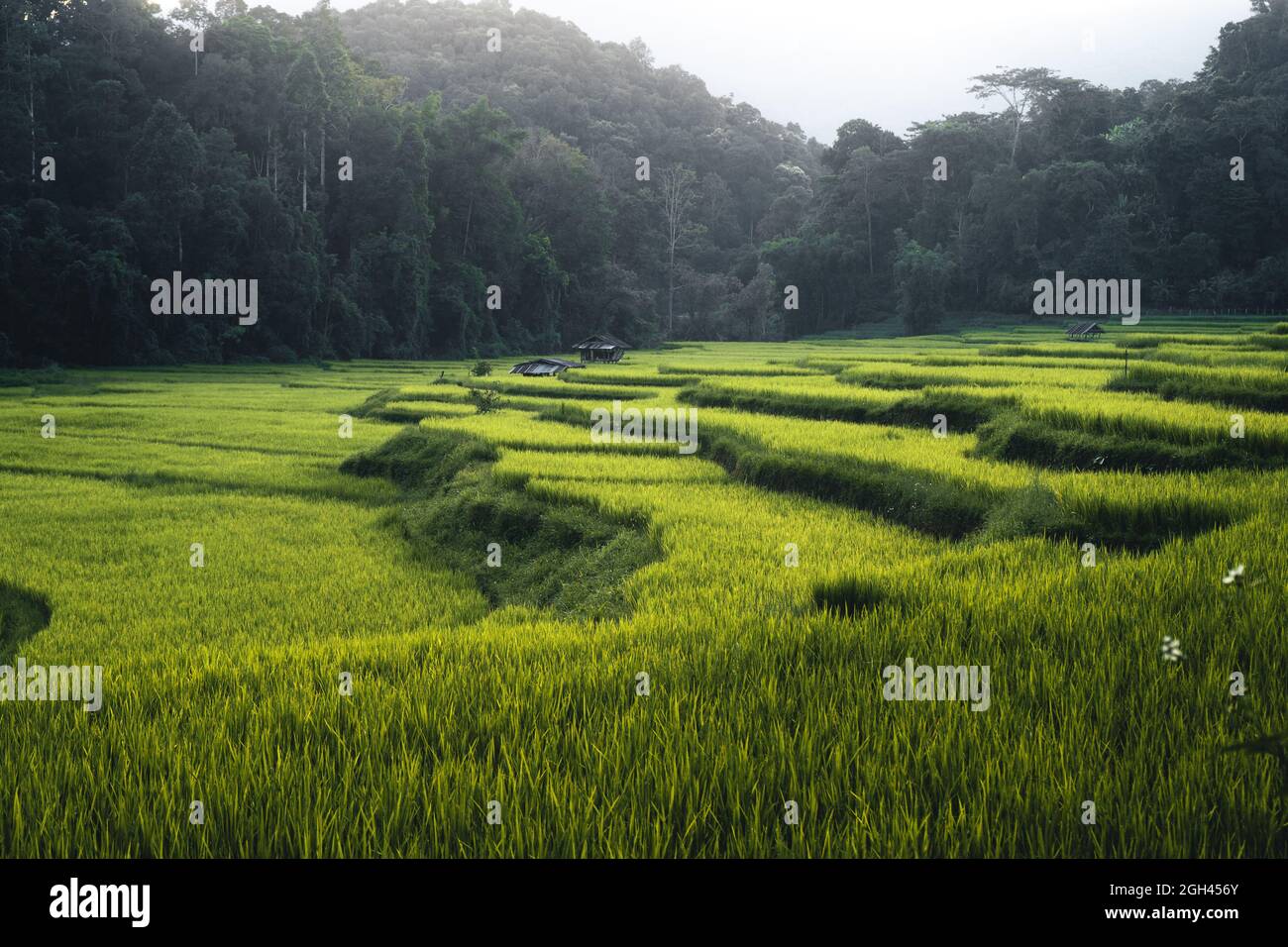 landscape Paddy rice field in asia Stock Photo - Alamy