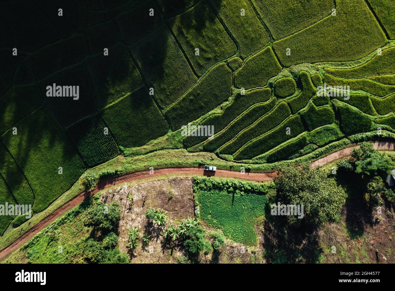 landscape Paddy rice field in asia Stock Photo - Alamy