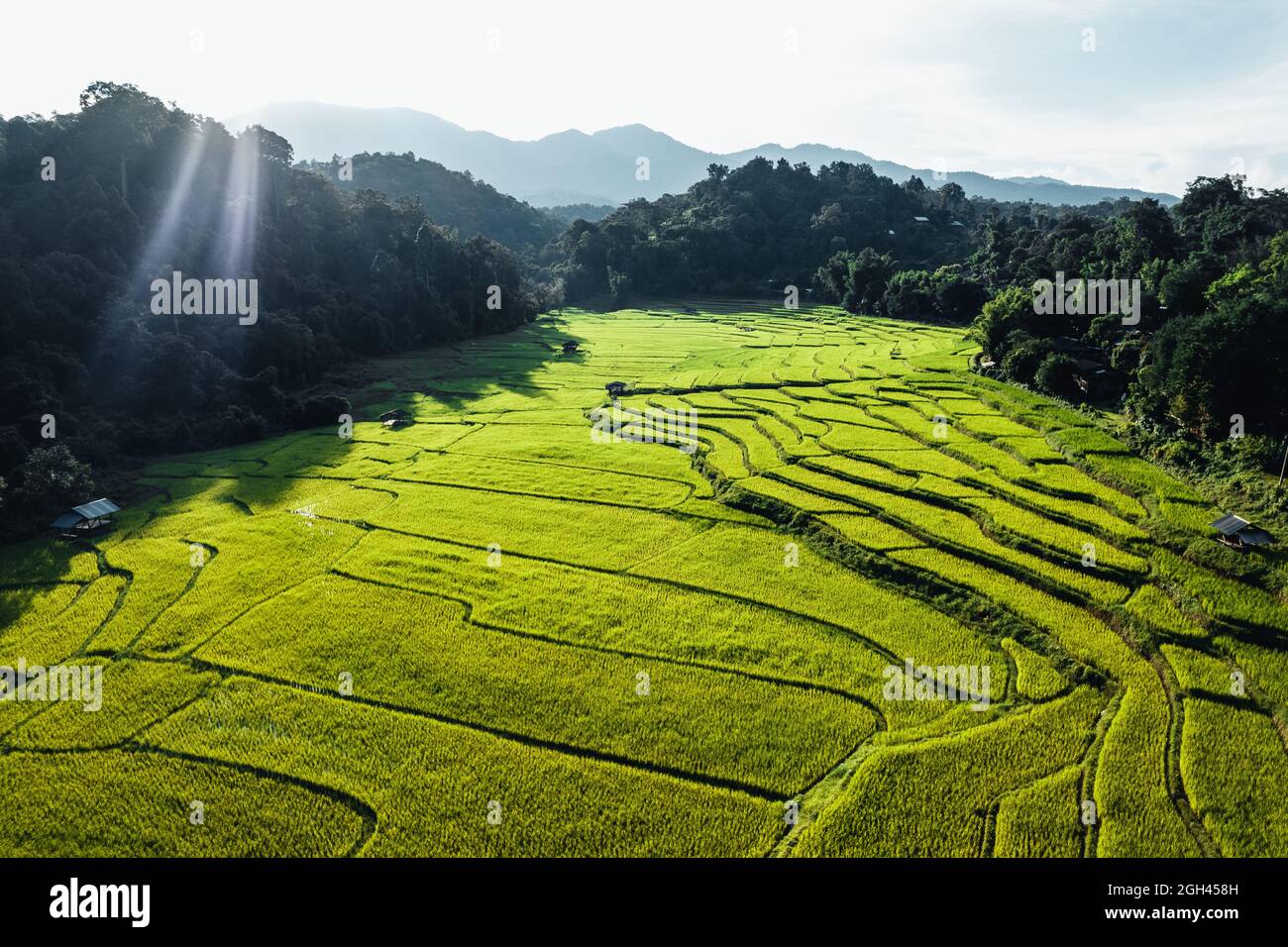 landscape Paddy rice field in asia Stock Photo - Alamy