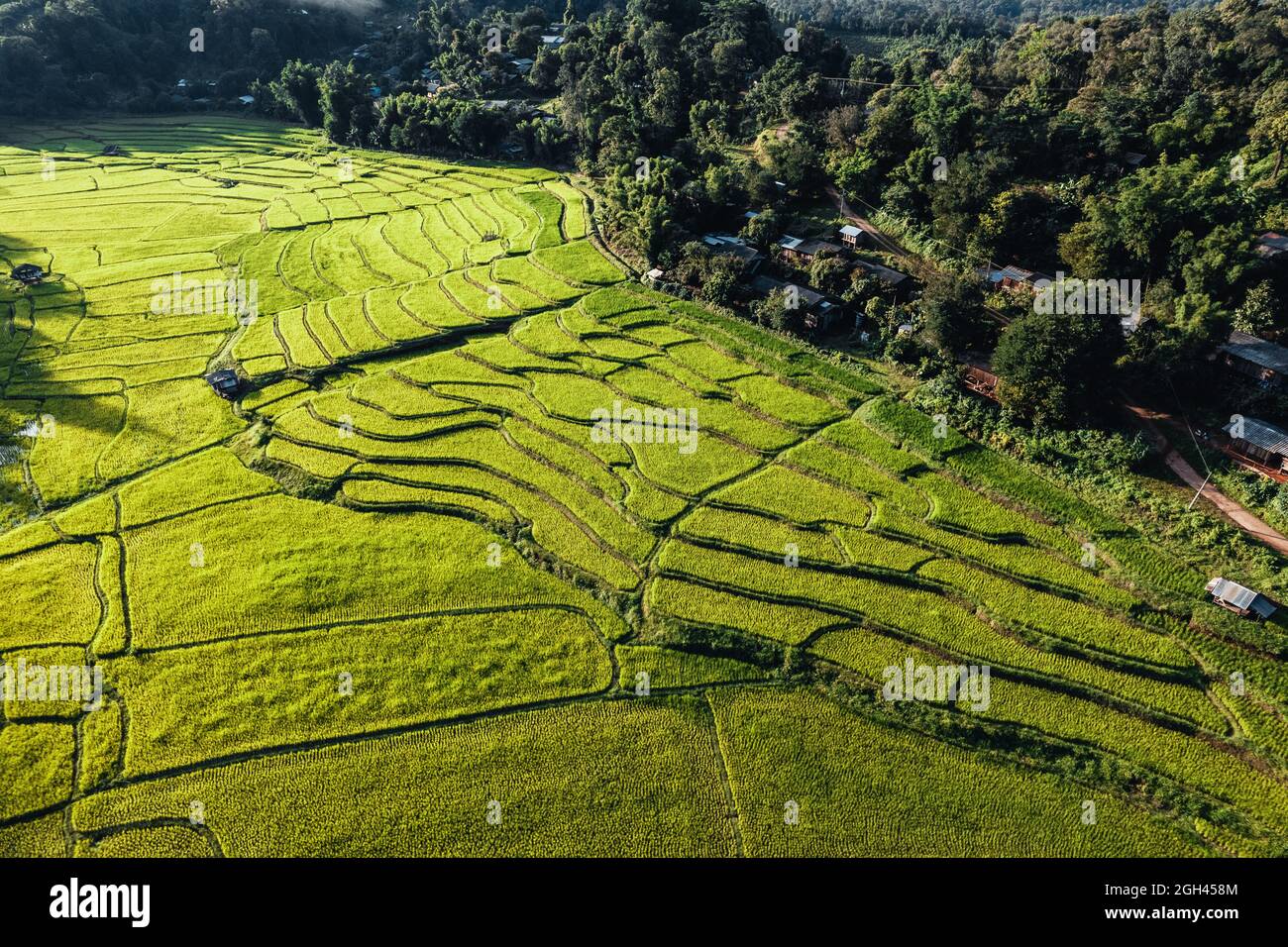 landscape Paddy rice field in asia Stock Photo - Alamy
