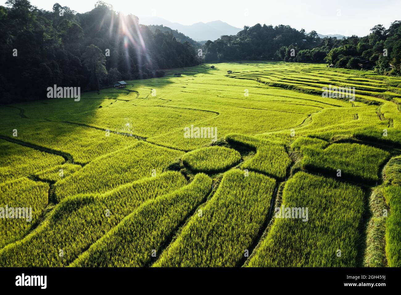 landscape Paddy rice field in asia Stock Photo - Alamy
