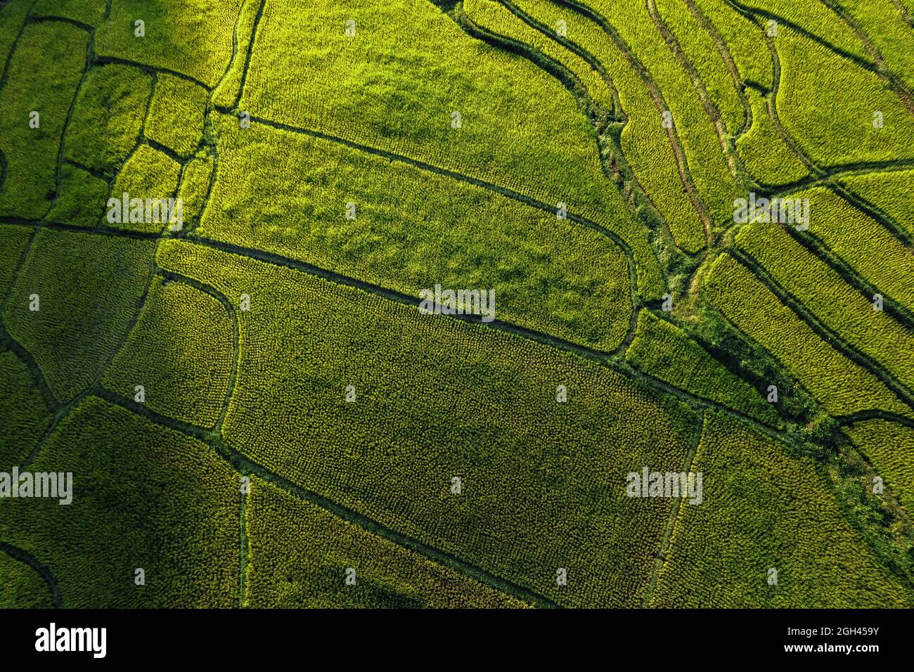 landscape Paddy rice field in asia Stock Photo - Alamy